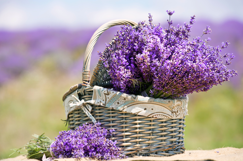 9 Lavender Beauty Products for a Good Night’s Sleep | Coupons.com